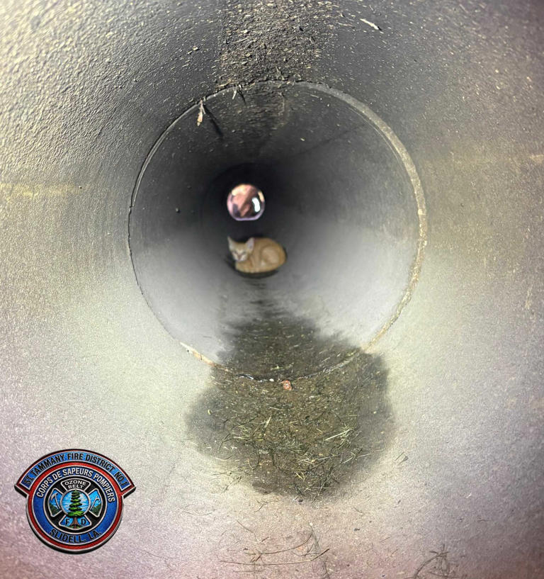 St. Tammany fire crew rescues kitten from drain in Slidell