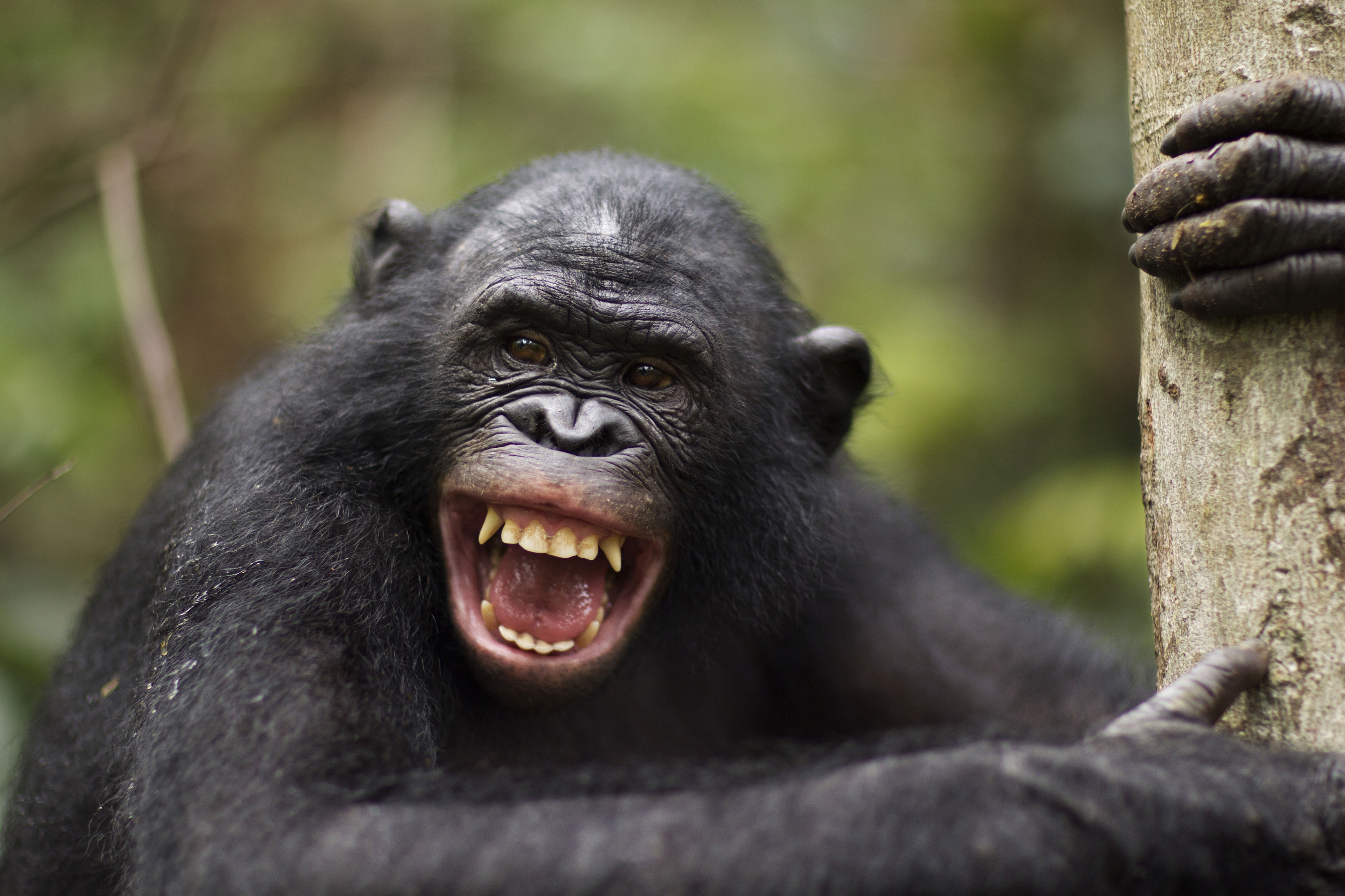 Humans and great apes giggle with a similar rhythm and timing ...