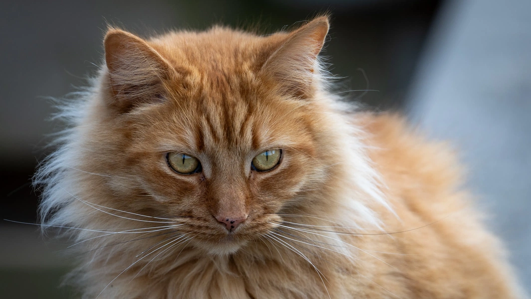 13 instinctive cat behaviors explained