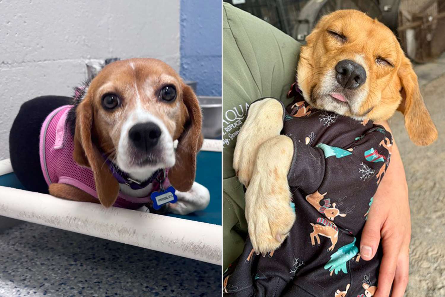 Beagles who spent their lives in cages at a research facility find ...