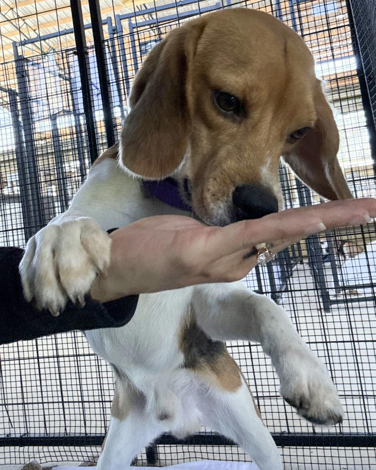 Beagles who spent their lives in cages at a research facility find ...