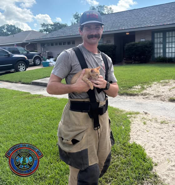 Kitten rescued from drain in Slidell