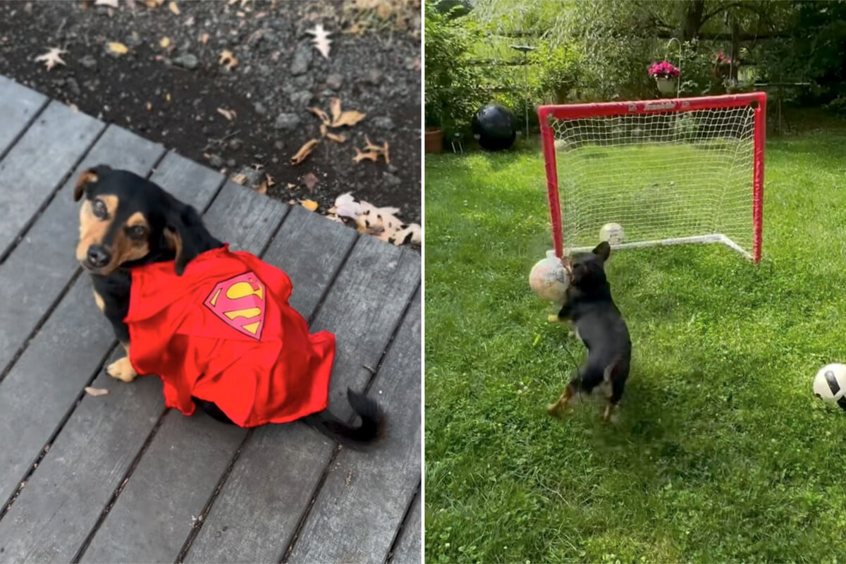 Dog named Ronaldo goes viral with his epic goalkeeping skills!