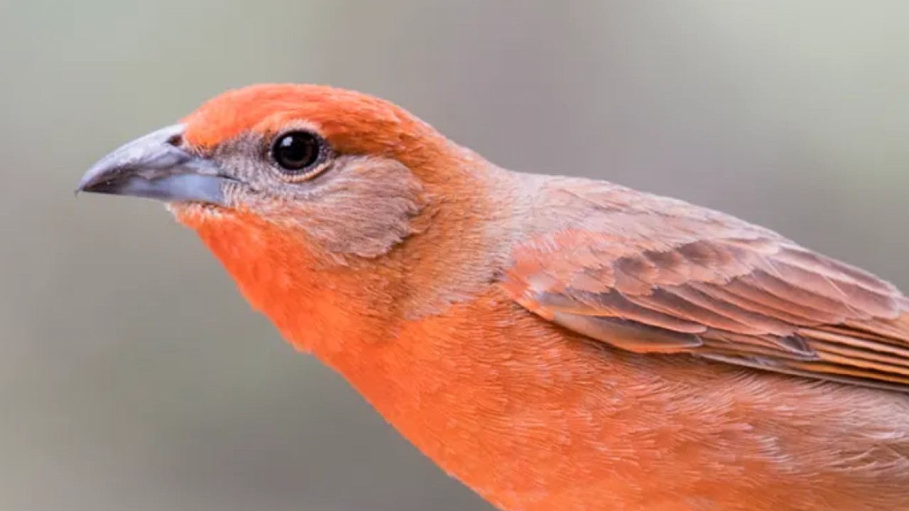 Bird is the word! New research helps decode bird communication ...