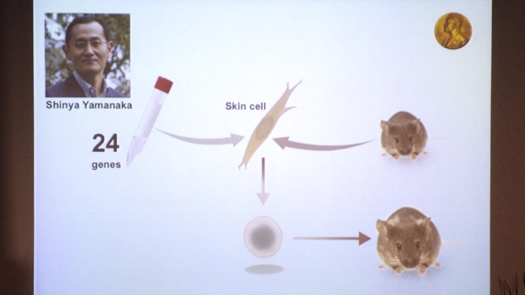 Peptides and cell reprogramming emerge as anti-ageing frontiers