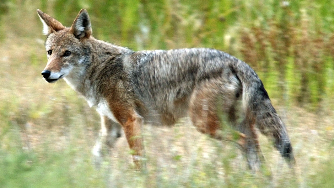 Protecting Texas livestock from coyote predation