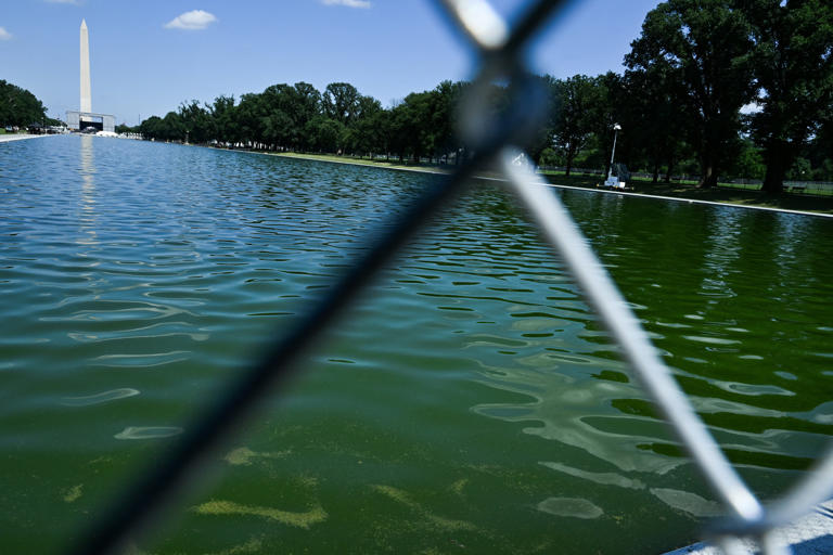 Trump melts down about 'SCUM' as green slime takes over reflecting pool