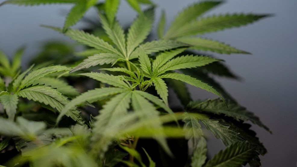 Virginia to allow recreational marijuana to be sold in retail stores ...