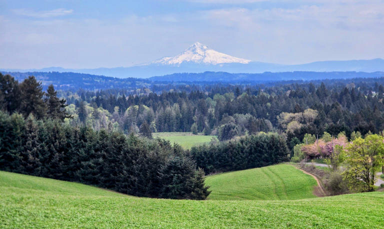 Oregon’s Tualatin Valley is a wine festival hub with idyllic views just ...