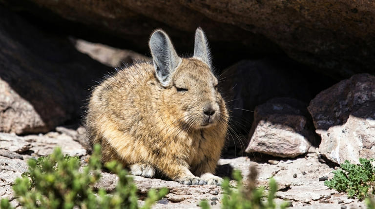 This mountain rodent looks like a fuzzy rabbit that just woke up from a nap