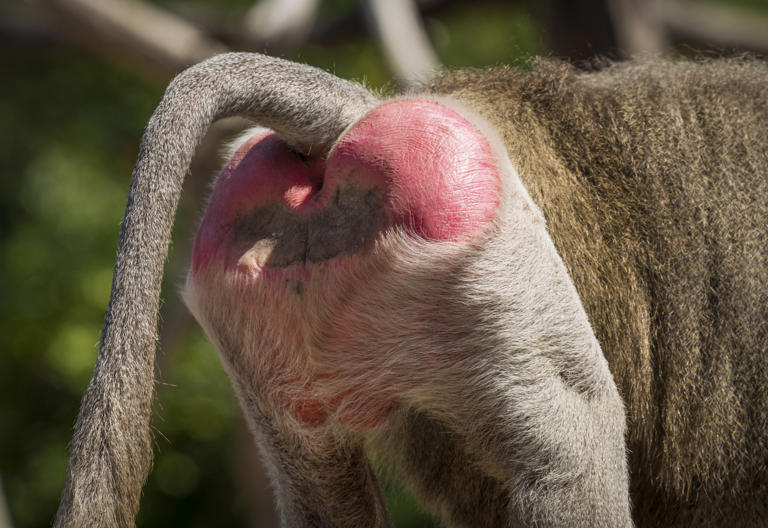 18 ridiculous animal body parts that don’t make any sense (until you ...