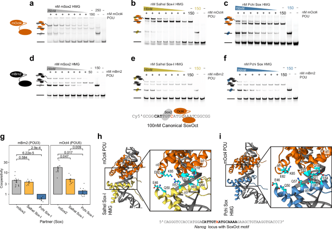 Scientists inserted a gene from before animal life existed into mice ...