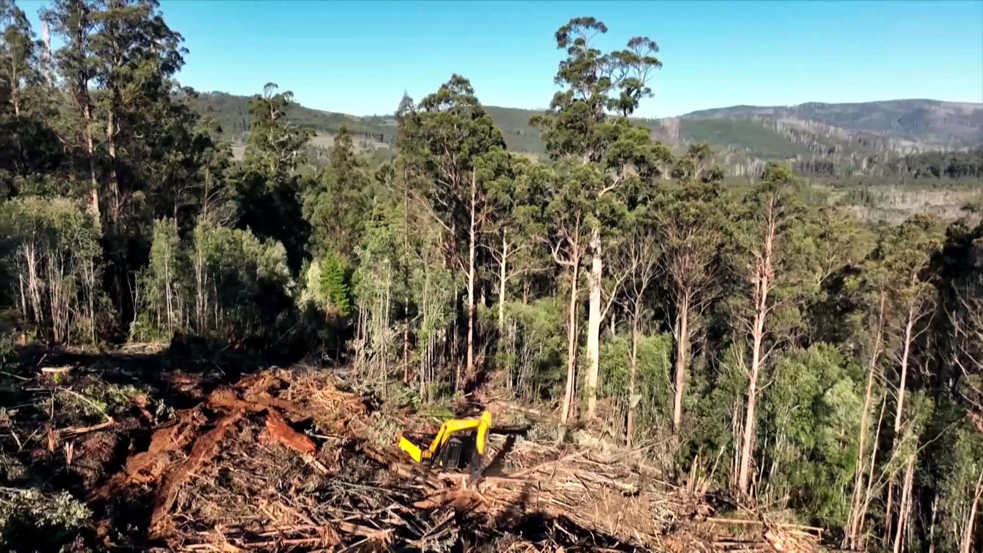 Tasmania’s public native forests being processed in Victoria despite ...