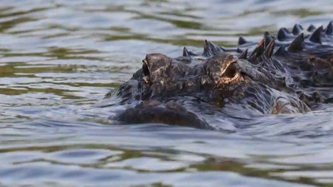 String of alligator attacks may be related to hot weather