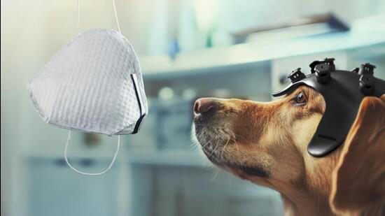New role for man’s best friend: Detecting cancer