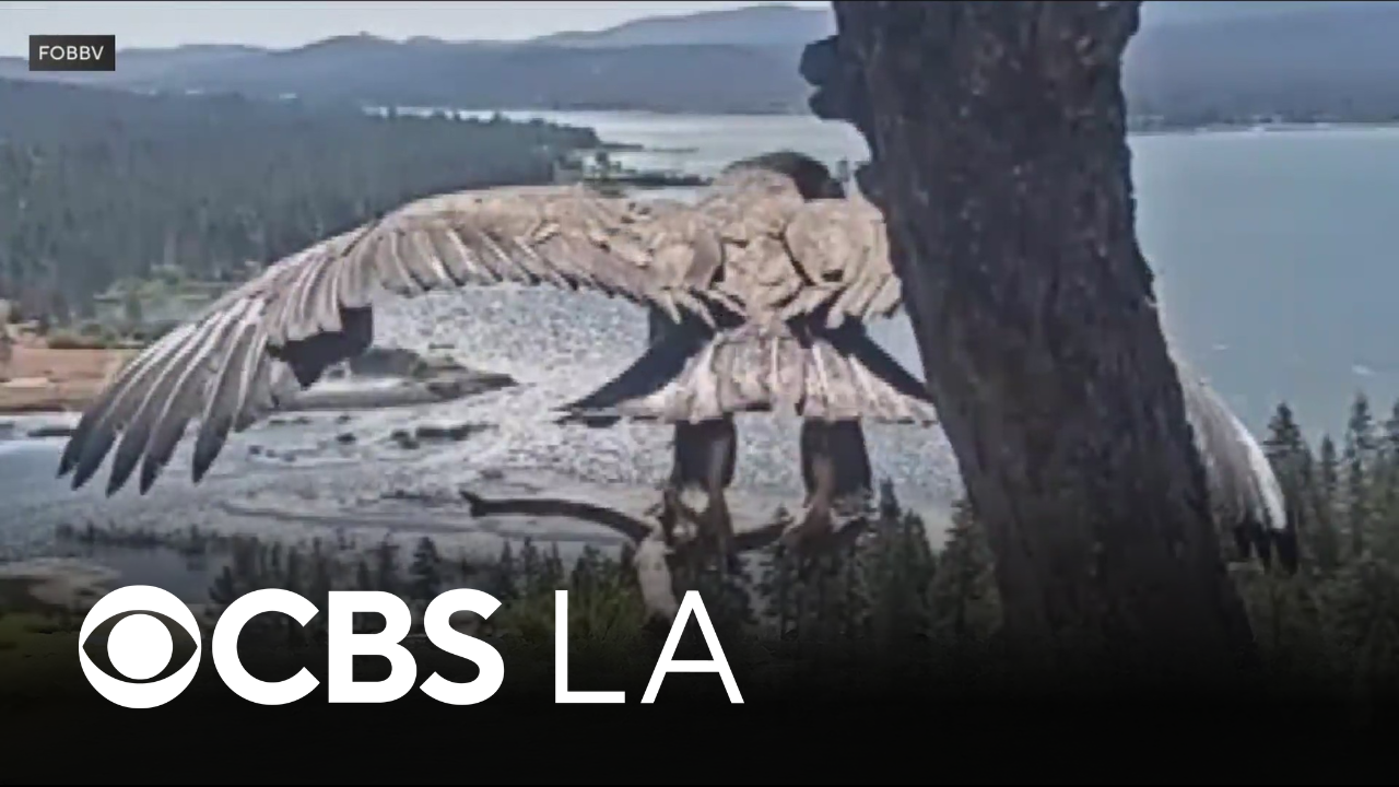 Big Bear eaglet Luna takes first flight day after sibling Sandy ...