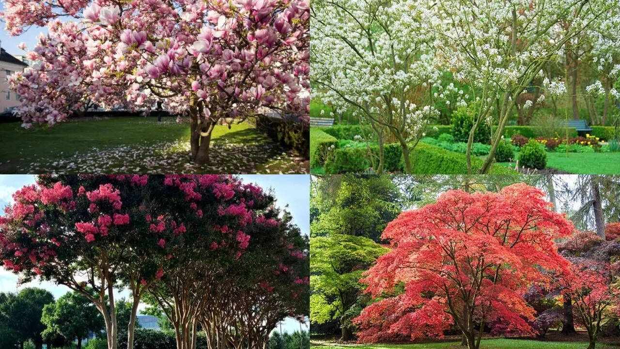 7 small shade trees that keep your garden cool and colourful through ...