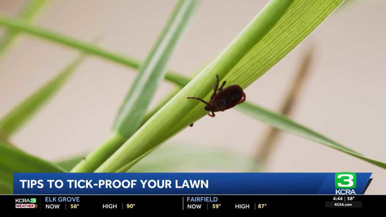 Consumer Reports: Tick-proof your yard