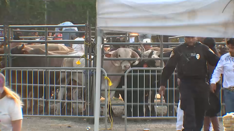 Bronx rodeo where rider was injured by bull had no permit: Health ...