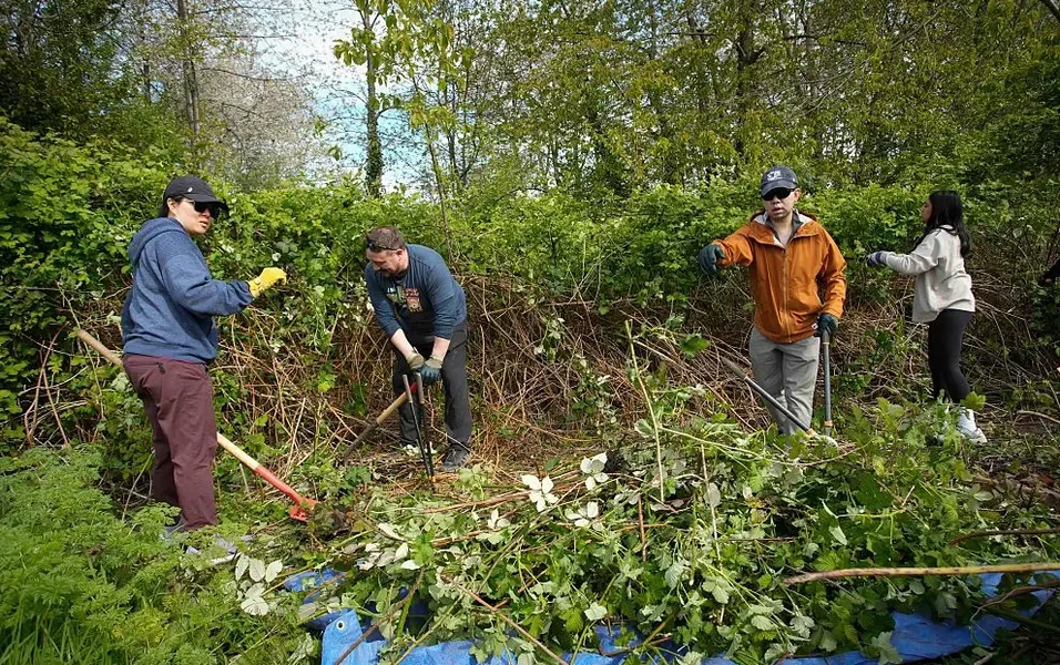 Spotting invasive trees before they take over