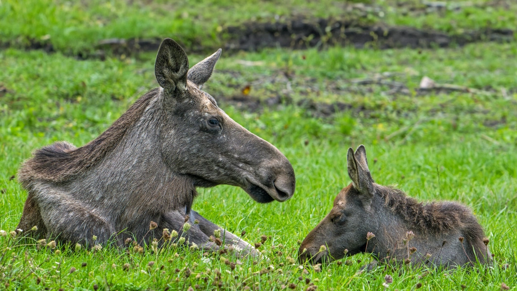 5 remarkable moose calf encounters and safety tips