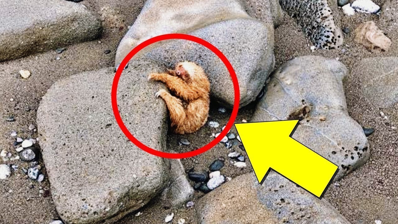 A couple saw this lifeless creature clinging onto rocks but as they ...