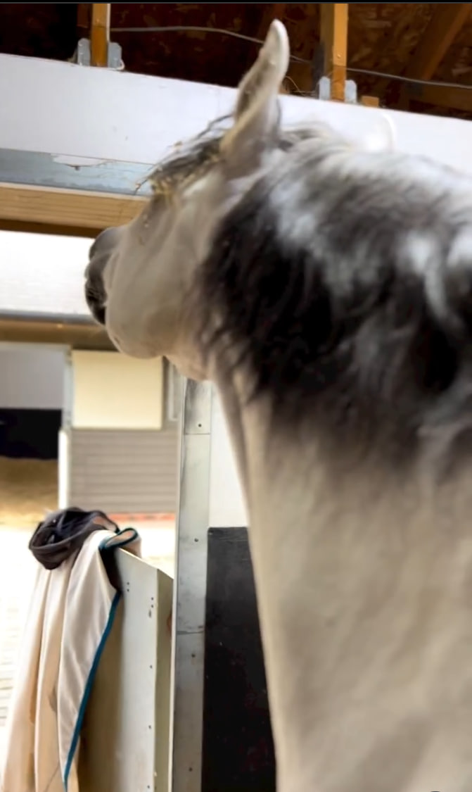 When your horse finds the perfect sweet spot