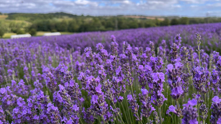 Lavender farm welcomes visitors from across the globe