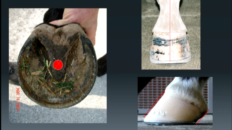 Every degree matters: Hoof balance is critical to racehorse soundness