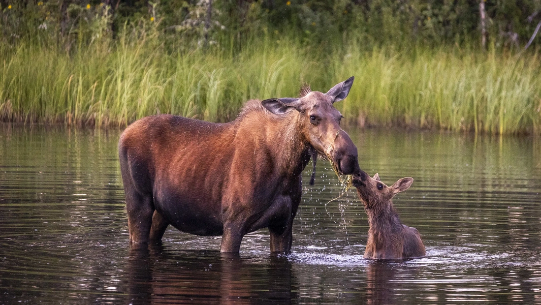 5 remarkable moose calf encounters and safety tips