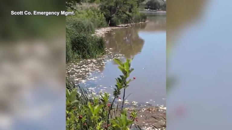 Heavy rainfall causes mass fish deaths in Kansas lake