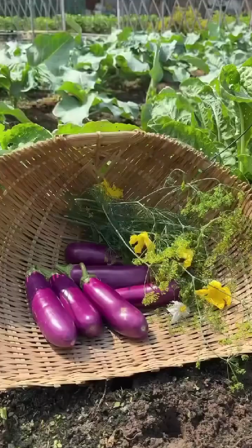 Best vegetable plants for a productive backyard garden
