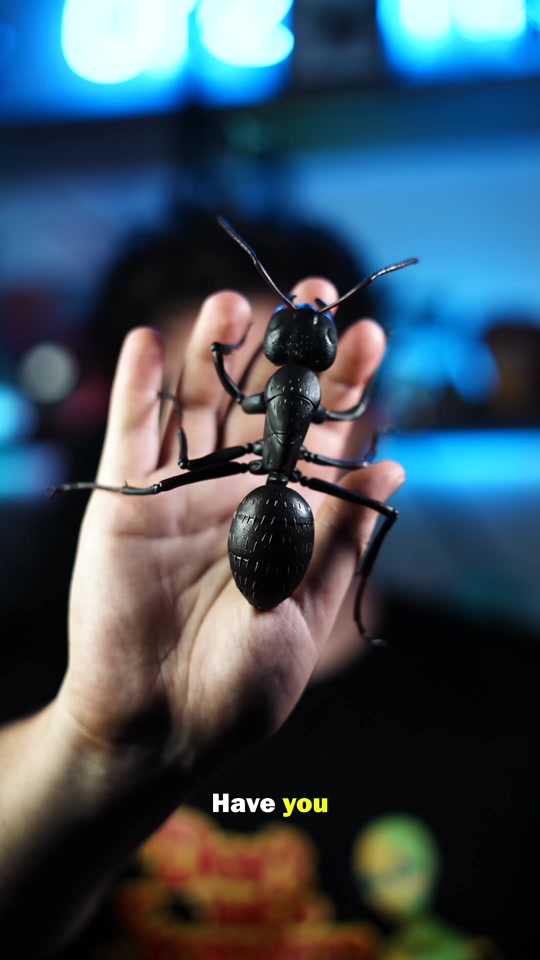 One of the most expensive ants in the world