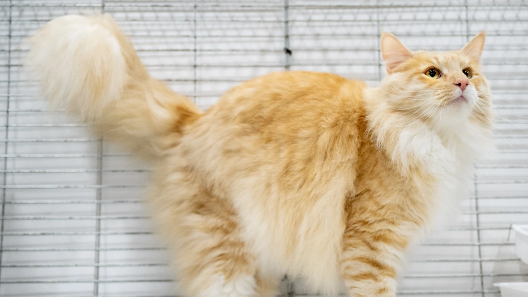 9 cats with remarkable and rare coat patterns