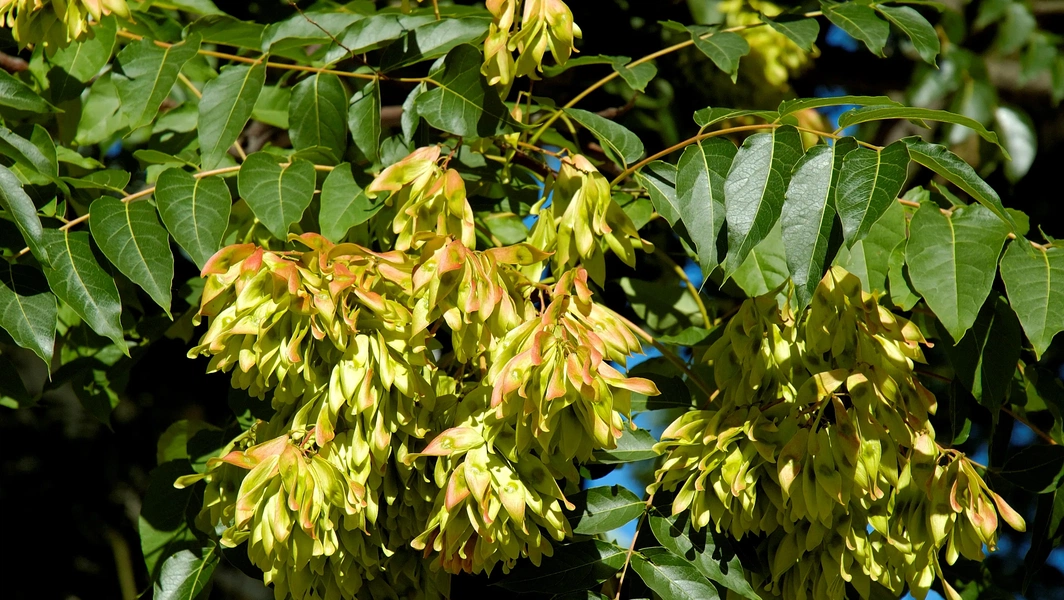 Spotting invasive trees before they take over