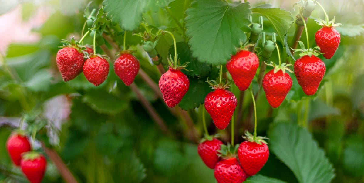 What to do with strawberry plants after fruiting: 4 expert tips for a ...