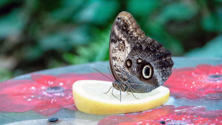 This simple fruit trick could be the key to a garden full of beautiful ...