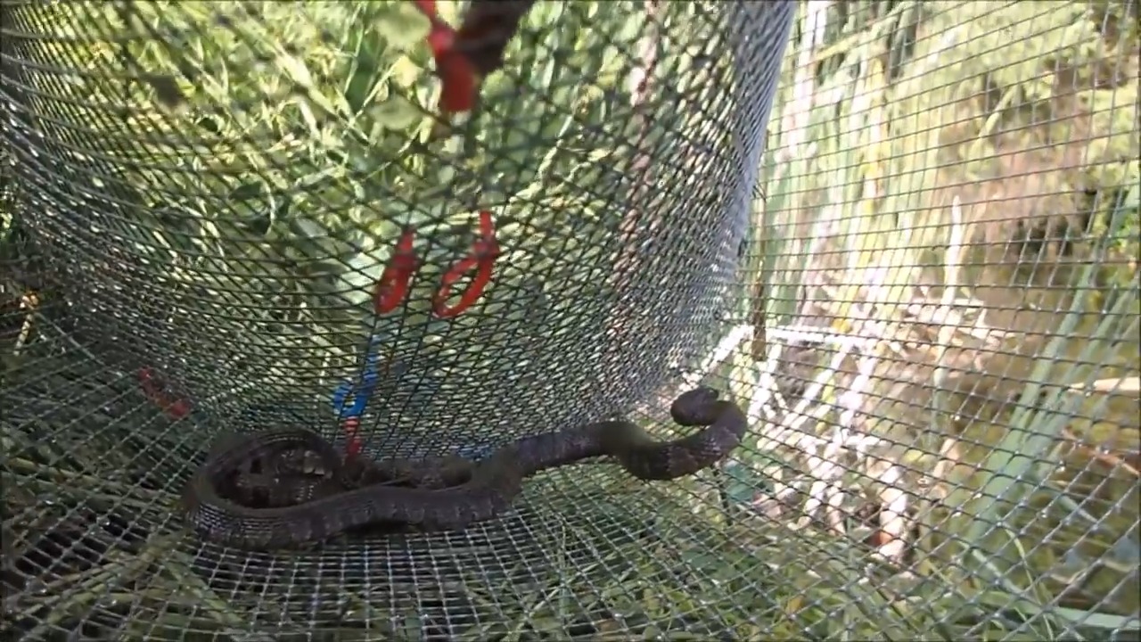 He wanted to move the pond snakes - "They grow into big snakes" - then ...