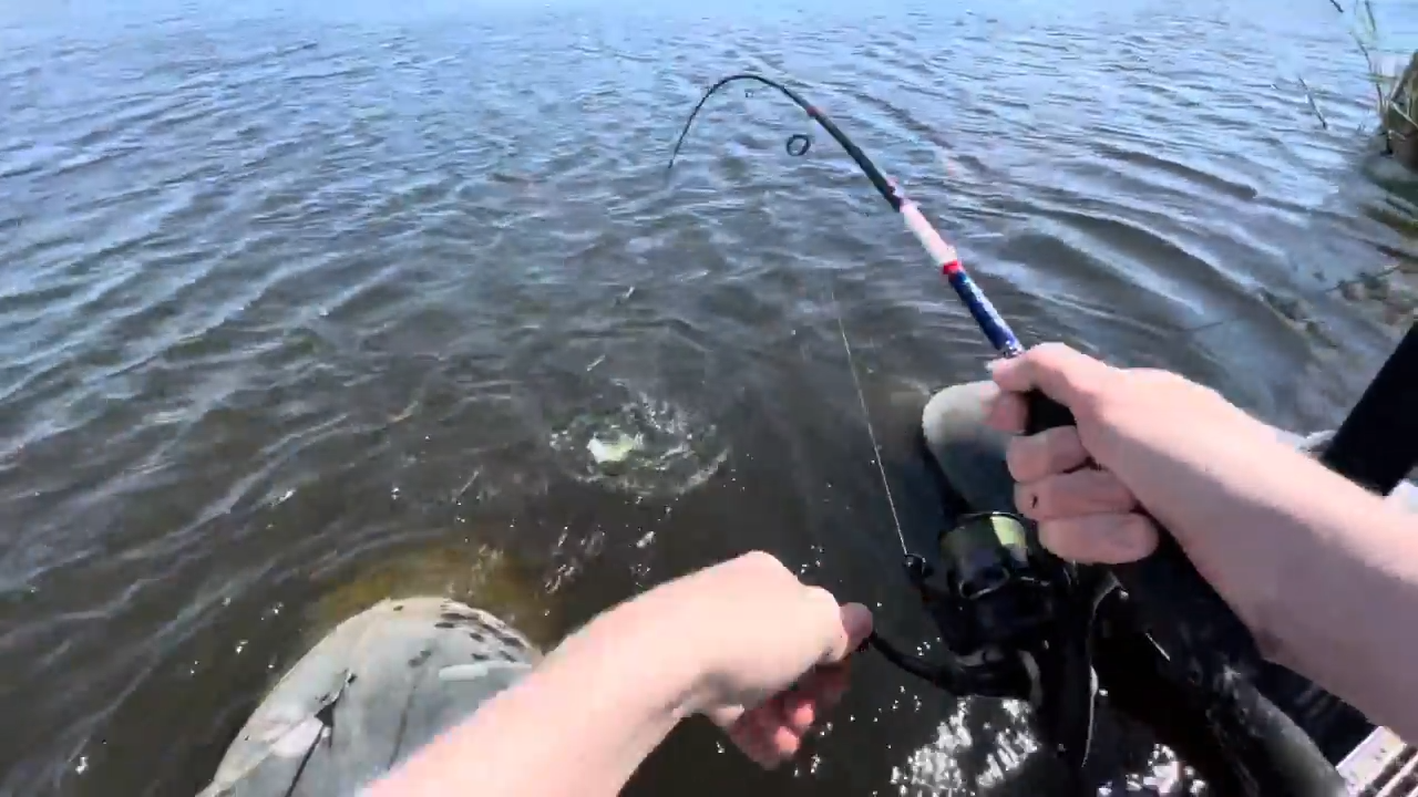 Small bass were everywhere… then the monster started hunting
