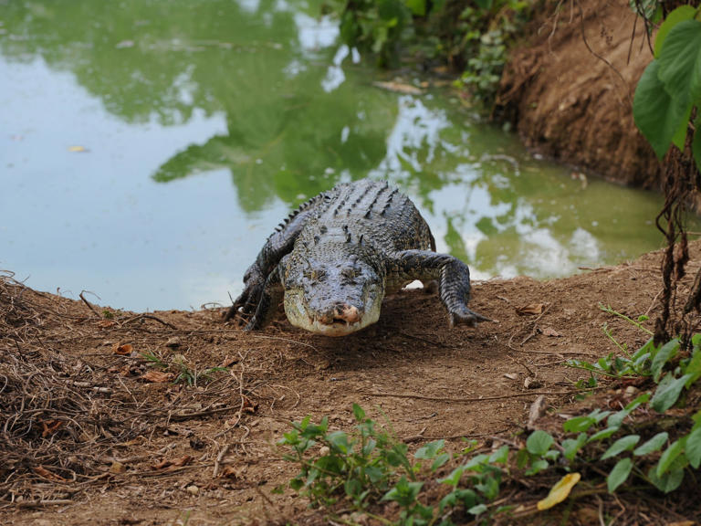 Australian town on high alert after rare saltwater crocodile attack