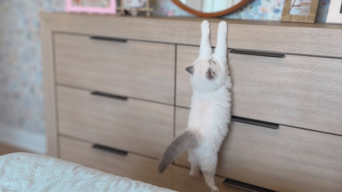 Kittens escape from outer space
