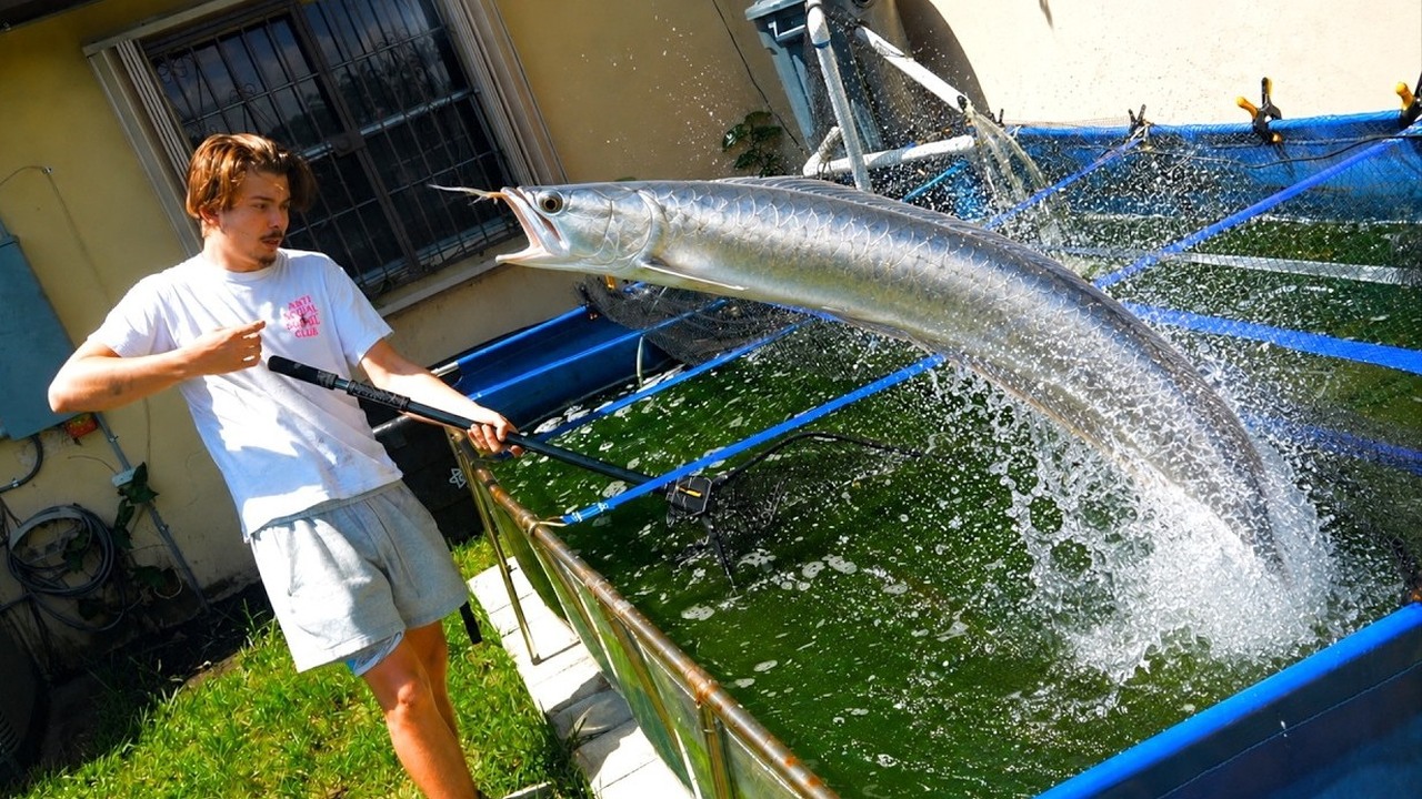 A 21-inch silver arowana nearly ripped this guy's head off
