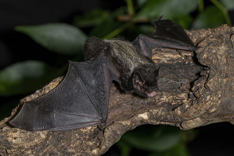 6-year-old girl bitten by rabid bat while climbing tree outside her ...
