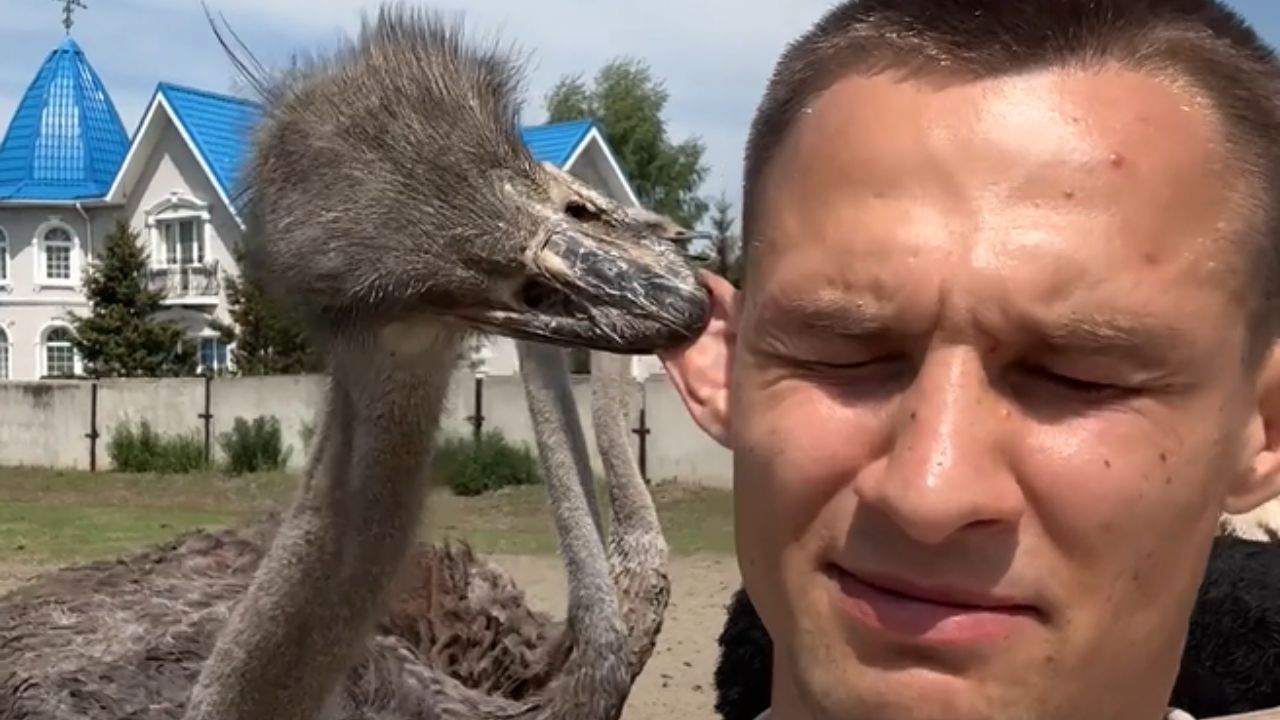 Boy steps back after ostrich moves in and pecks his ear