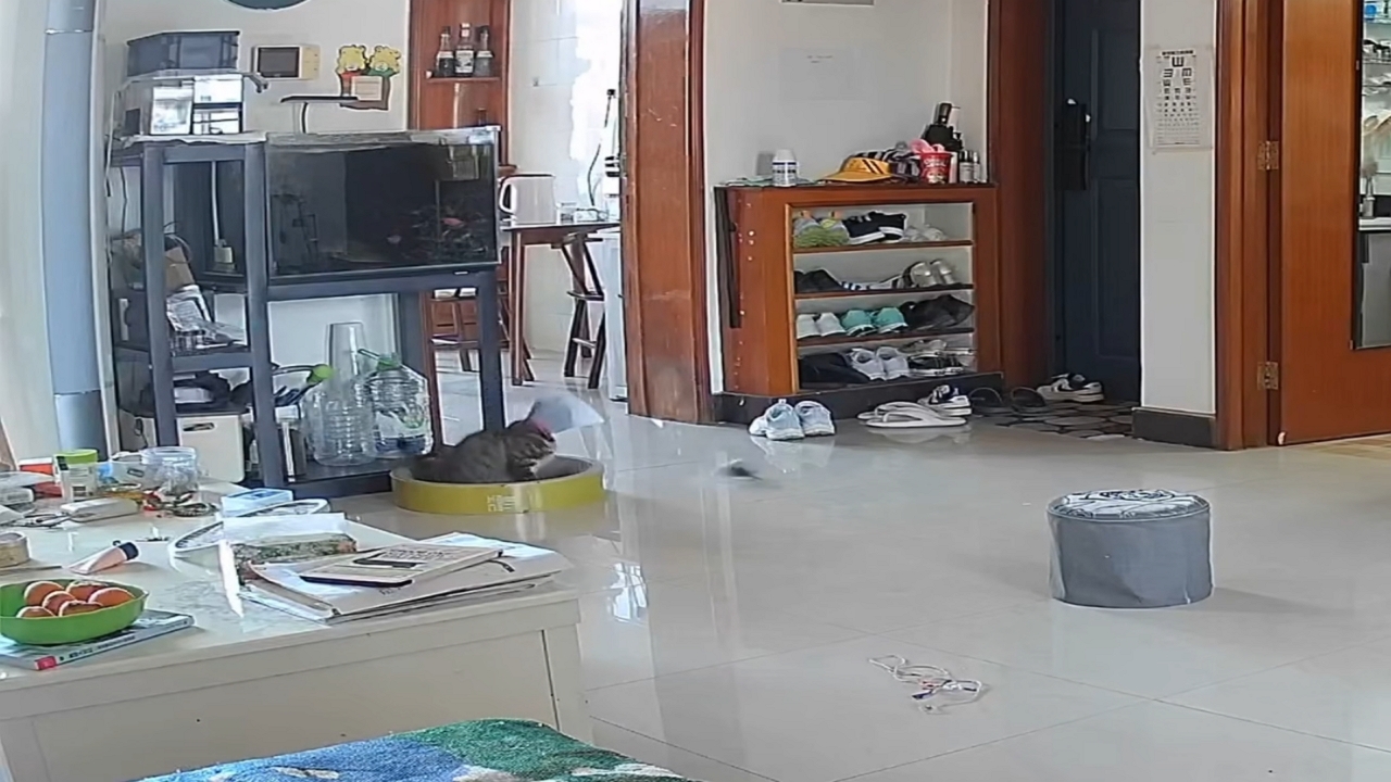 Fish leaps from aquarium and surprises cat!