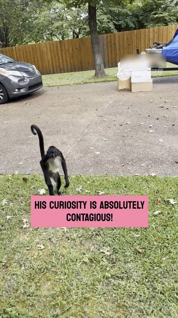 This rescued monkey running free will make your day