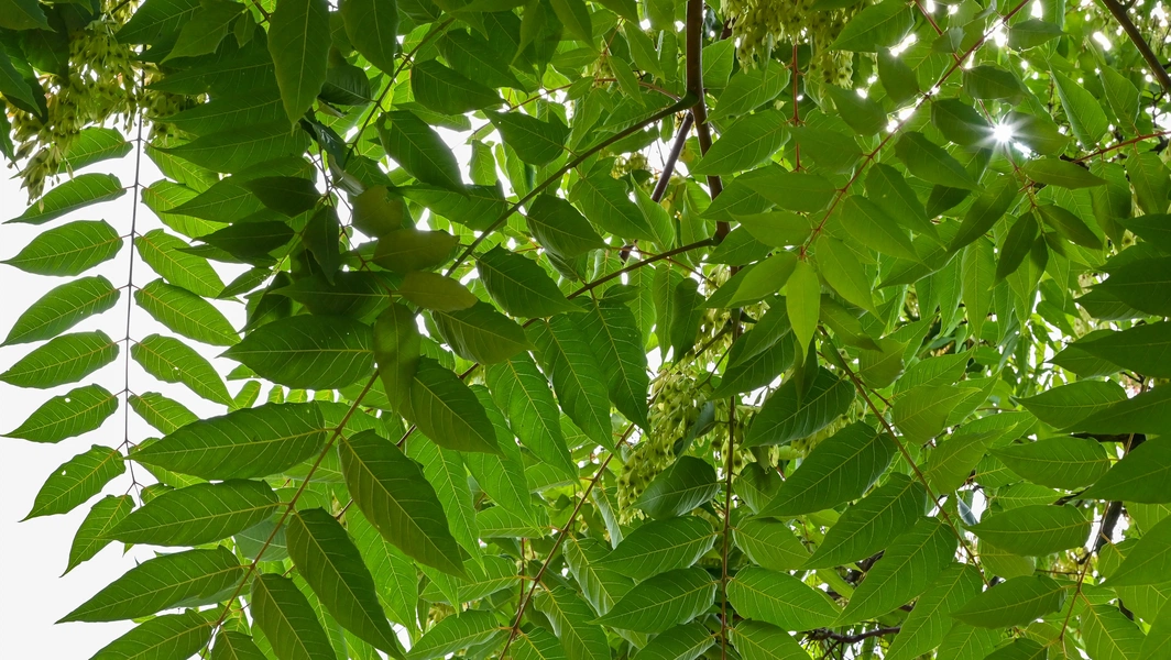 Spotting invasive trees before they take over