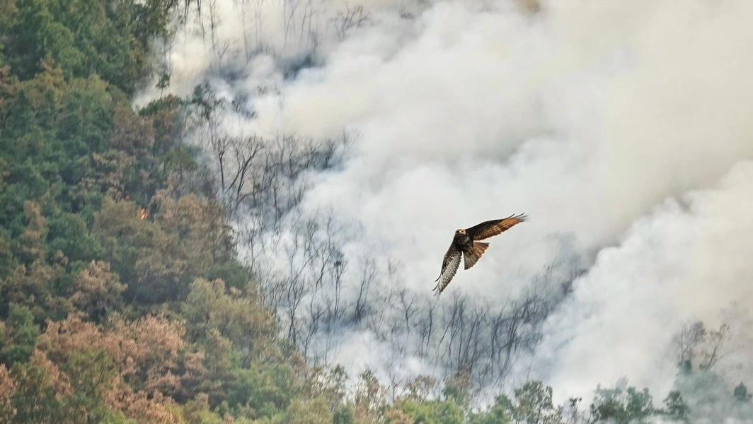9 animals that live and hunt around fire