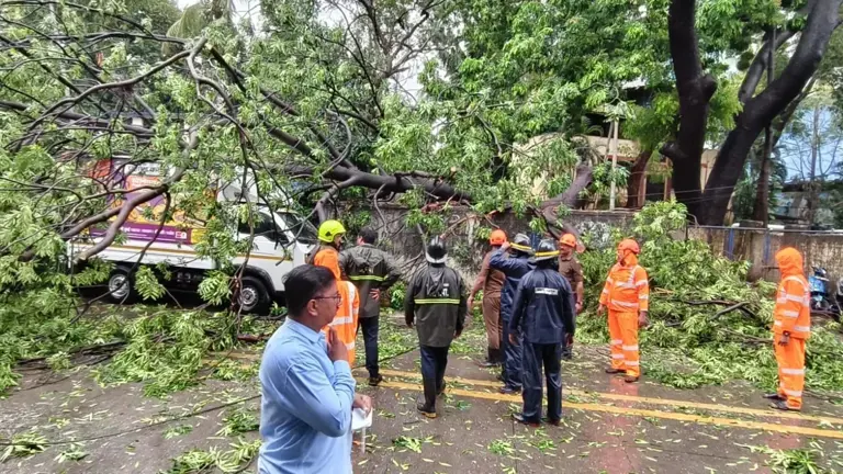 Tree falls on 10 vehicles near Wagle Estate police station in Thane ...