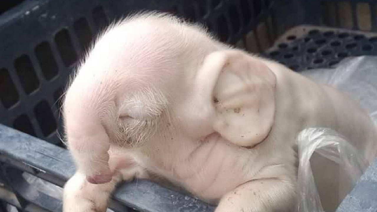 This bizarre creature was born in Cambodia, and it left people ...